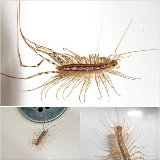 If you come across a house centipede inside your home, it is advisable ...