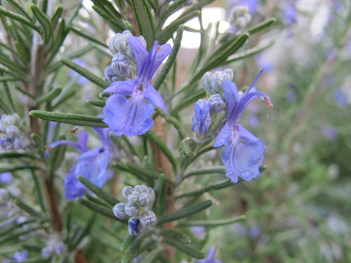 The Hidden Power of Rosemary: Nature’s Key to Aging Gracefully